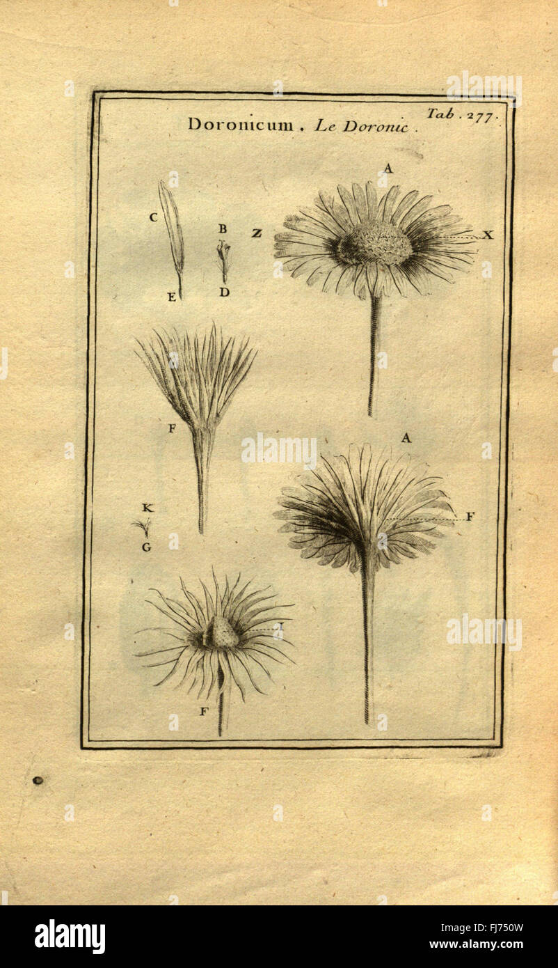 An early botanical work by Joseph Pitton de Tournefort, focusing on the ...