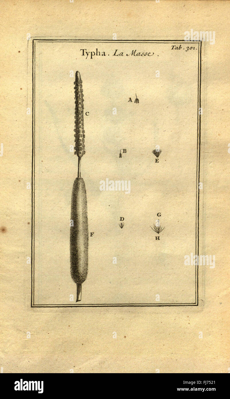 A botanical work by Joseph Pitton de Tournefort, focusing on early ...