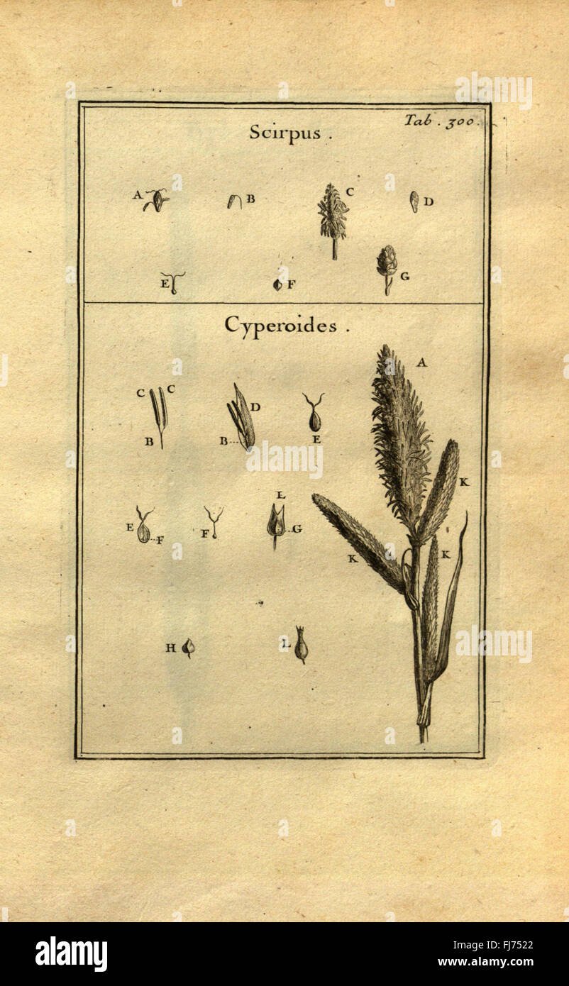 A botanical work by Joseph Pitton de Tournefort, exploring plant ...