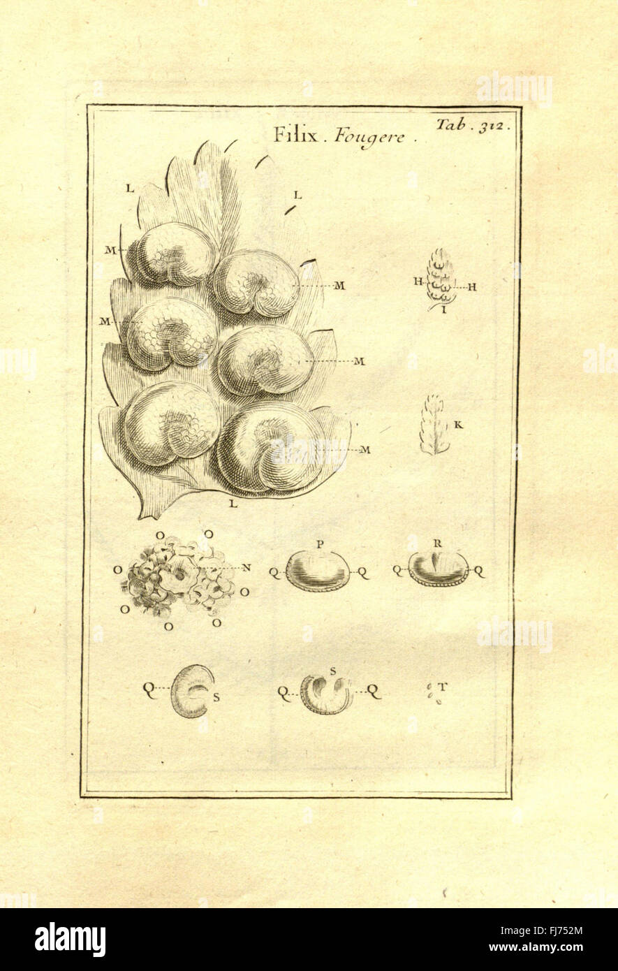 Josephi Pitton Tournefort ... Institutiones Rei Herbariæ (Tab. 312 ...