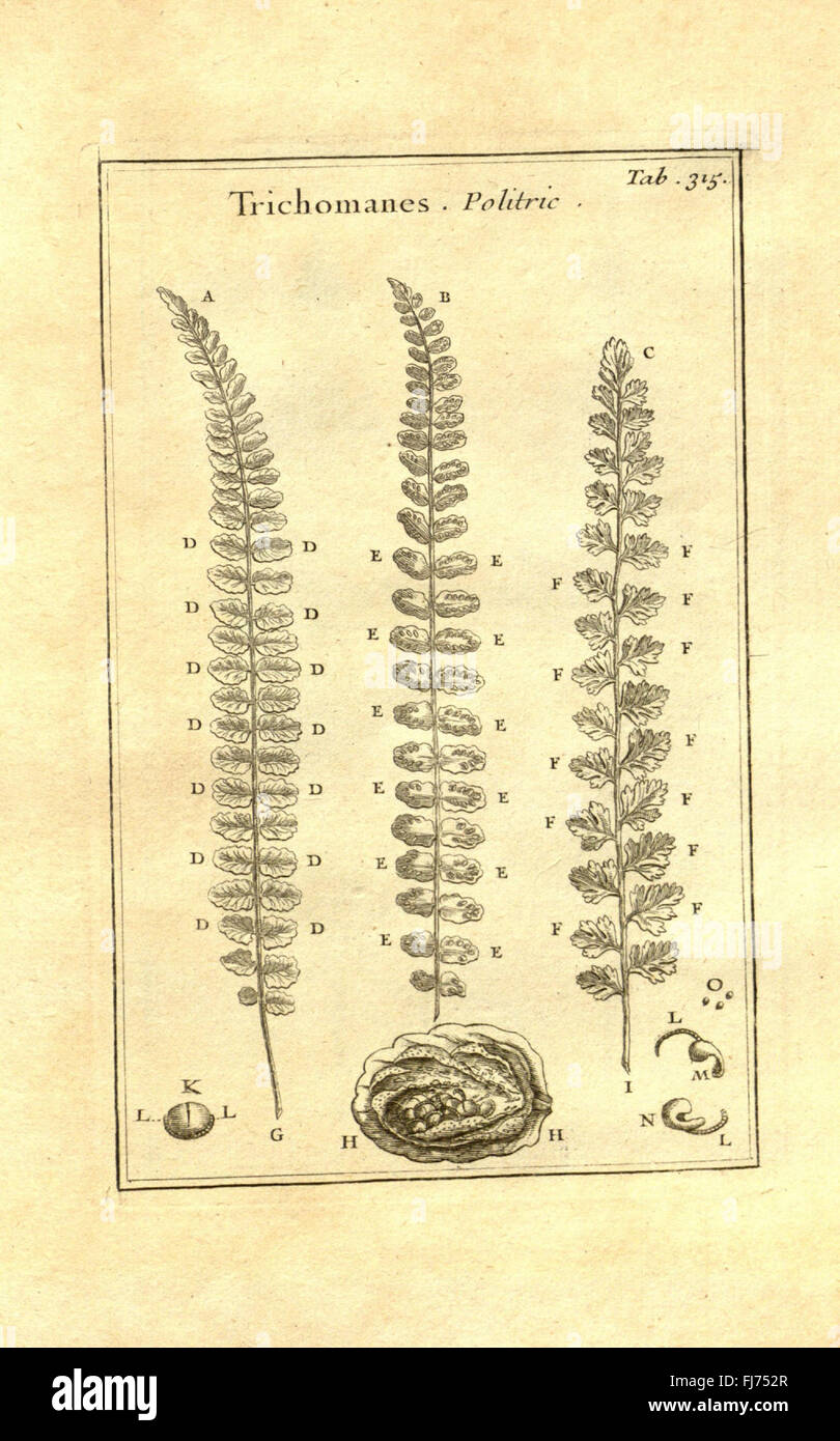 A botanical work by Joseph Pitton Tournefort, focusing on the ...