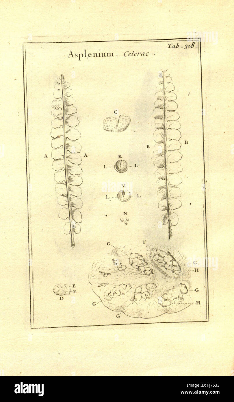 An important pre-Linnaean work by Joseph Pitton de Tournefort ...