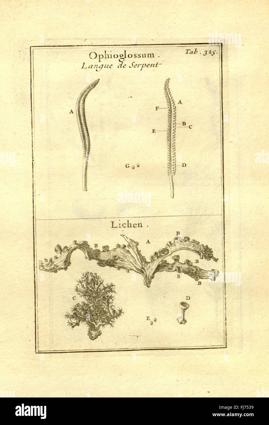 Josephi Pitton Tournefort ... Institutiones rei herbariæ (Tab. 325): A ...
