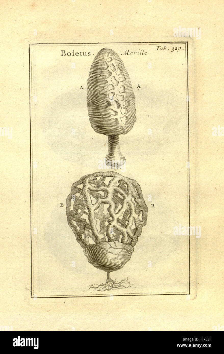 Botany, plant taxonomy, herbarium studies, early botanical works, plant ...