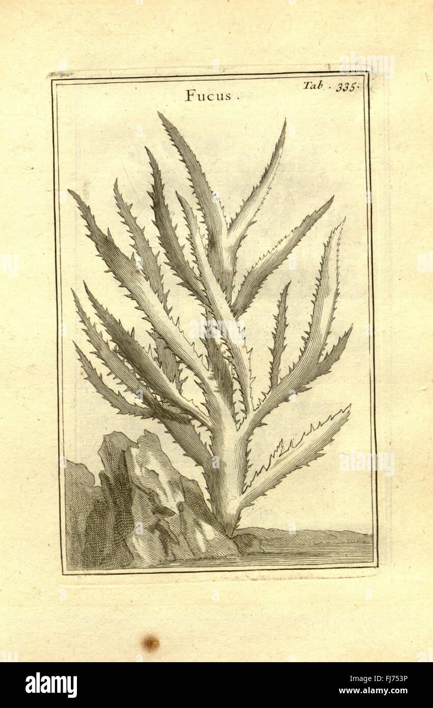 An early botanical work by Joseph Pitton de Tournefort, featuring ...