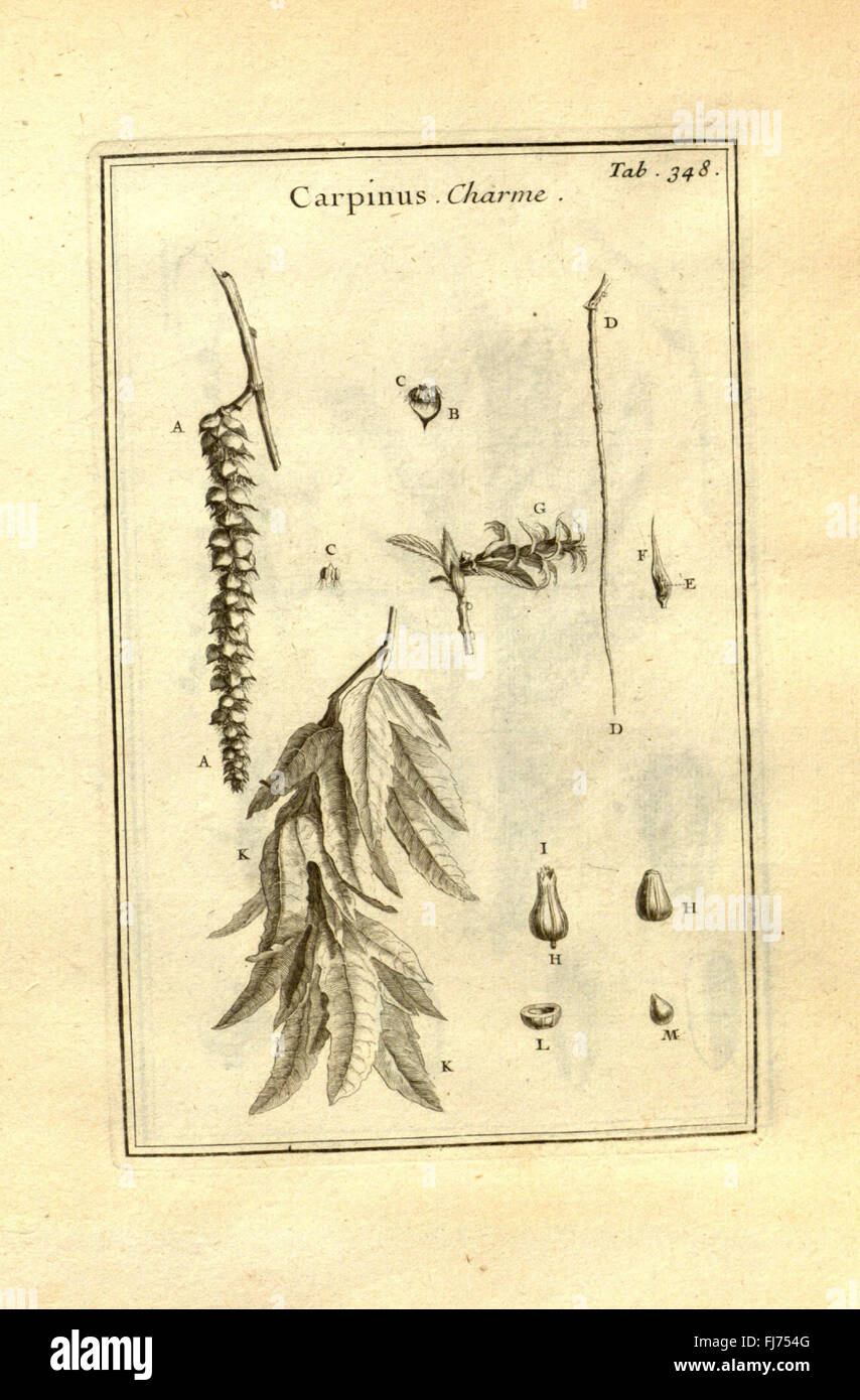 A botanical work by Joseph Pitton de Tournefort, featuring a detailed ...