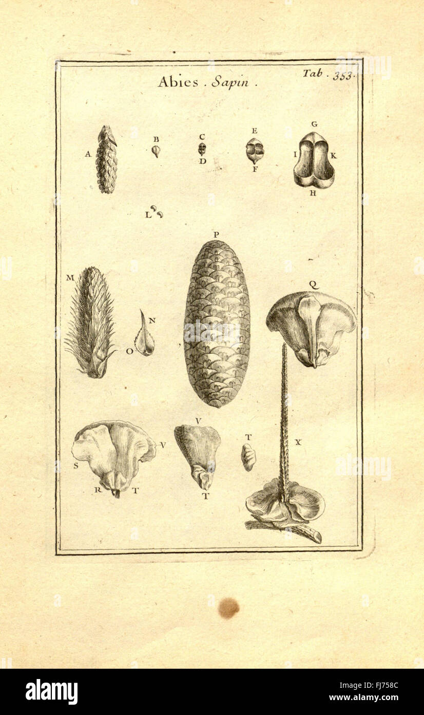 A detailed botanical work by Joseph Pitton de Tournefort, exploring ...