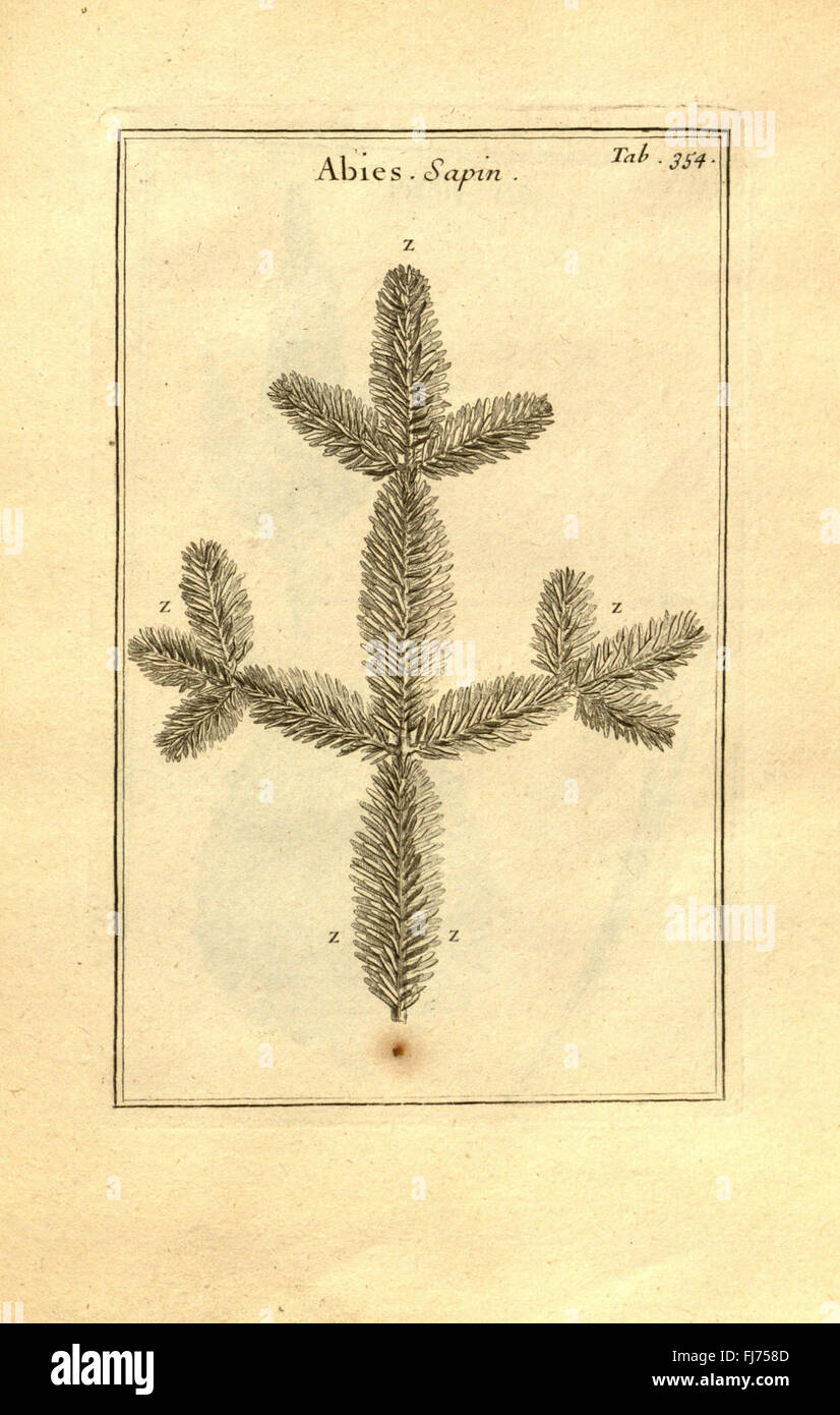 A botanical work by Joseph Pitton de Tournefort, detailing plant ...