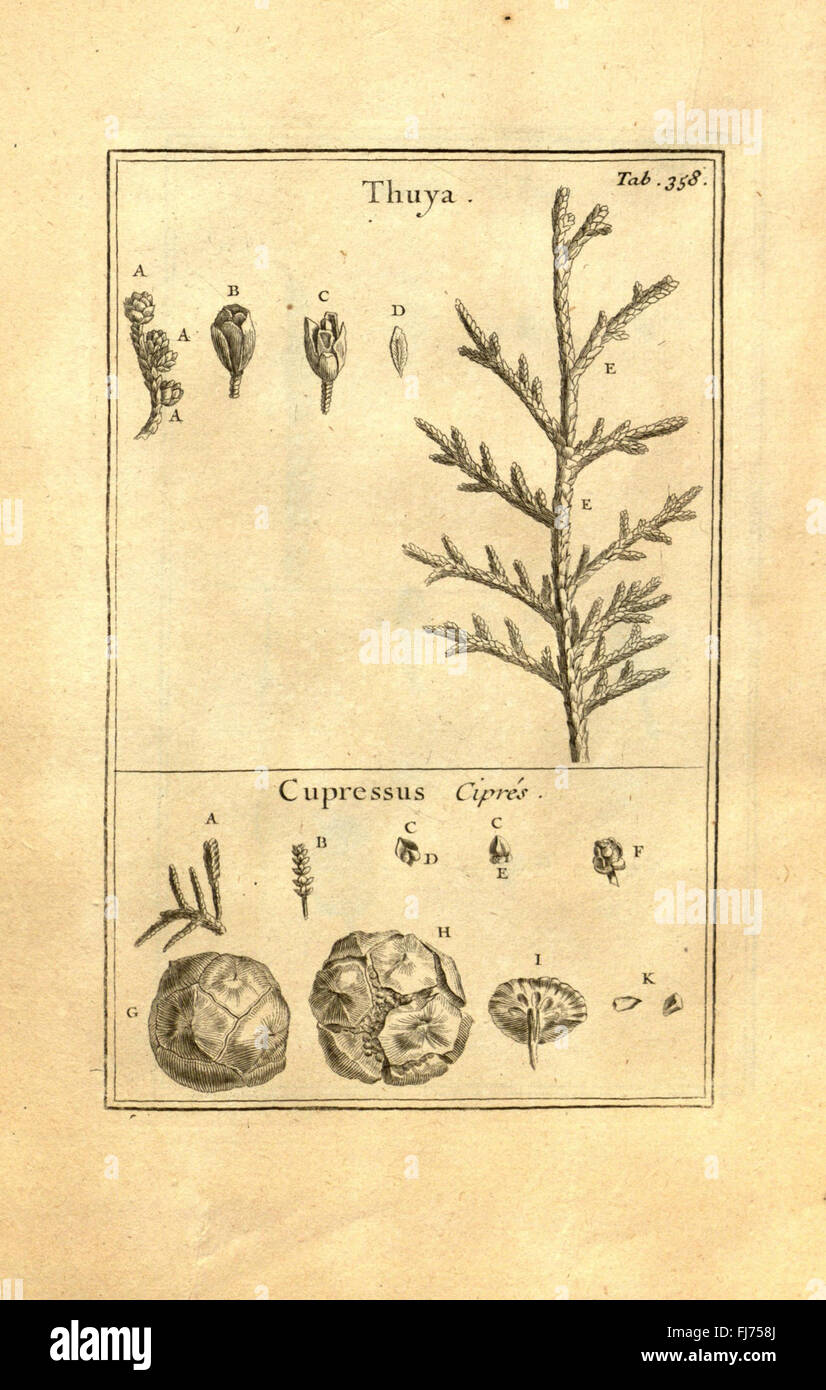 A detailed botanical work by Joseph Pitton de Tournefort, offering ...