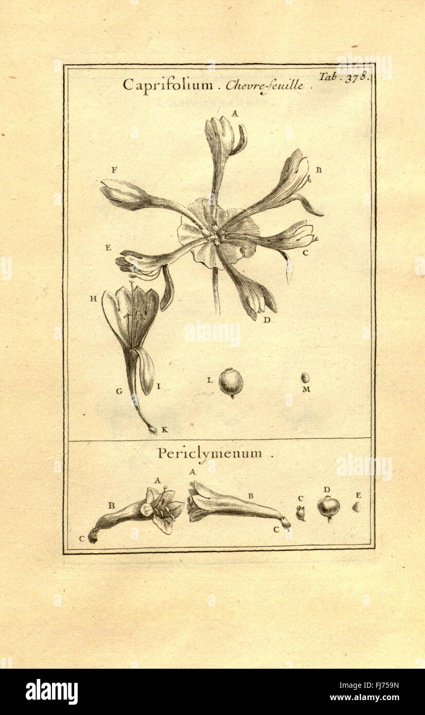 A botanical work by Joseph Pitton de Tournefort, focusing on herbarium ...