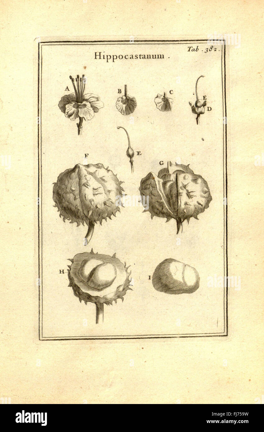 A botanical illustration by Joseph Pitton de Tournefort, providing an ...
