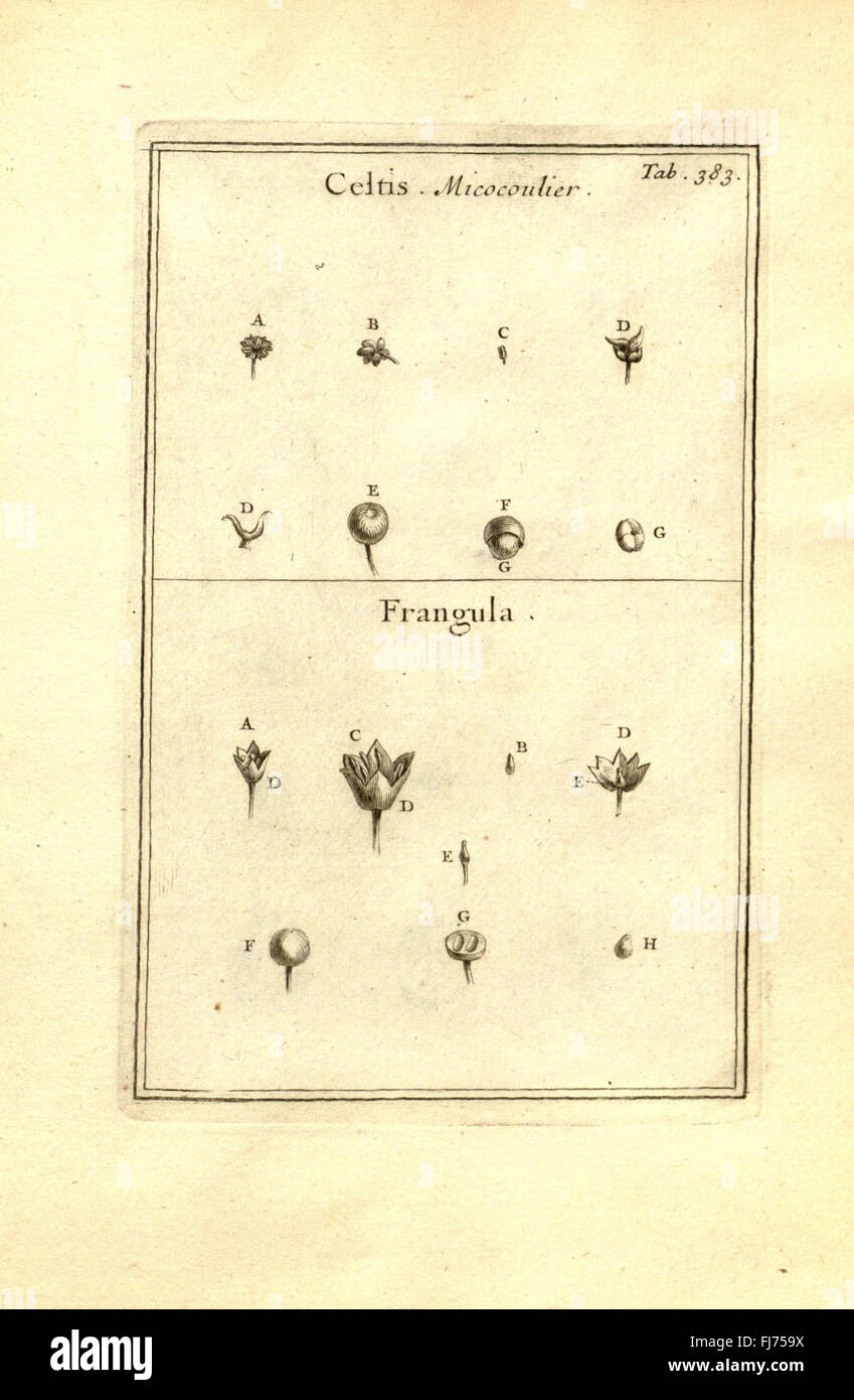 A detailed botanical work by Joseph Pitton de Tournefort on plant ...