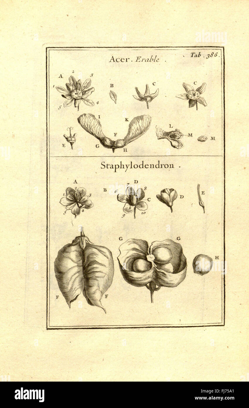 Botanical work by Joseph Pitton de Tournefort, illustrating plants and ...