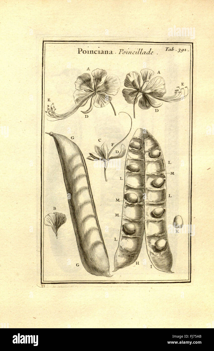 An illustration from Joseph Pitton Tournefort's work on the ...