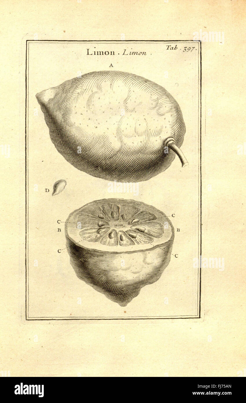 An illustrated work by Joseph Pitton Tournefort, focusing on botanical ...