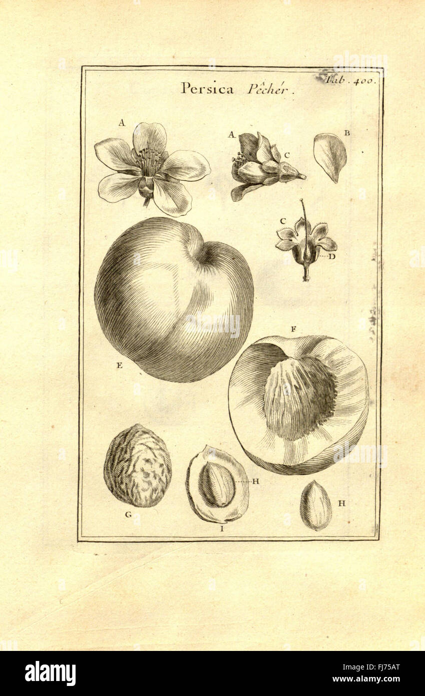 Botany, pre-Linnean works, plant classification, plant taxonomy ...