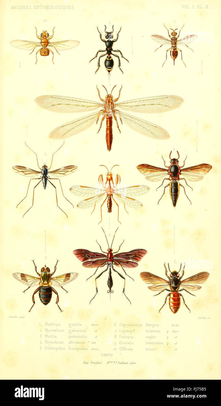 The *Archives Entomologiques* includes rare insect illustrations and ...