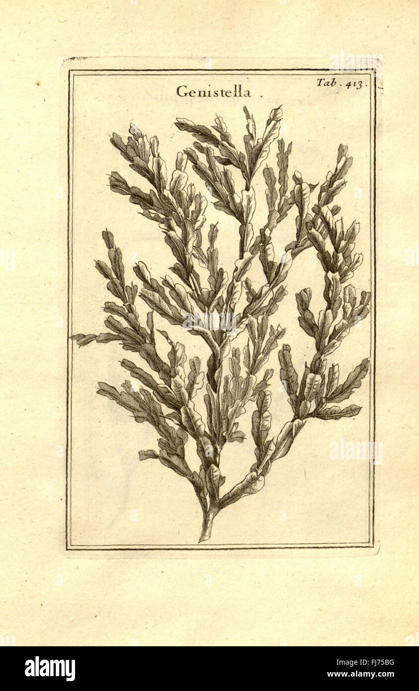 A botanical illustration from the works of Joseph Pitton de Tournefort ...