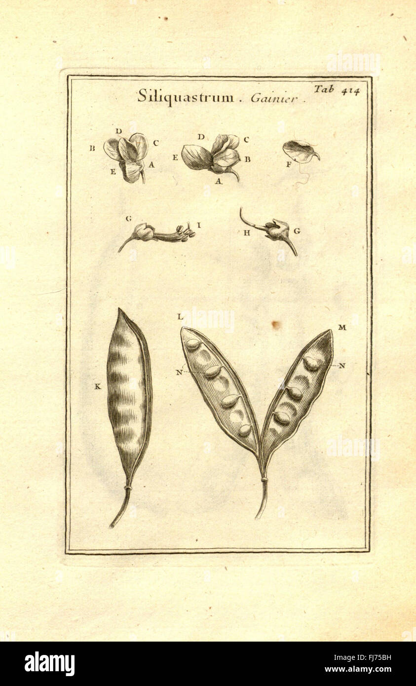 A detailed botanical work by Joseph Pitton de Tournefort, focusing on ...