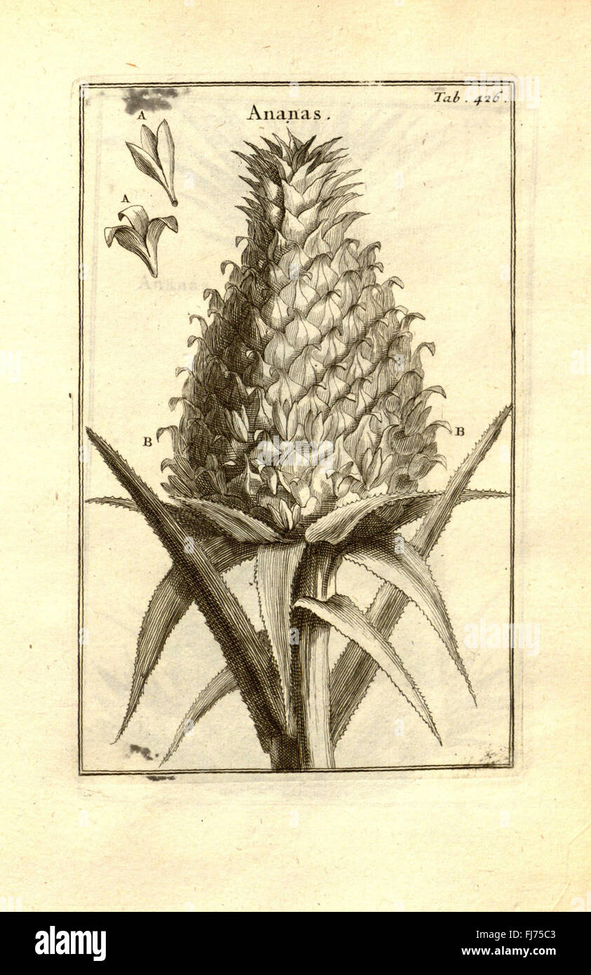 A significant botanical work by Joseph Pitton de Tournefort, focusing ...
