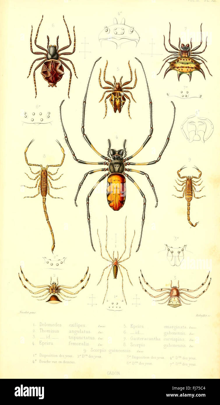 Insect illustrations from Gabon, Smithsonian Institution Libraries ...