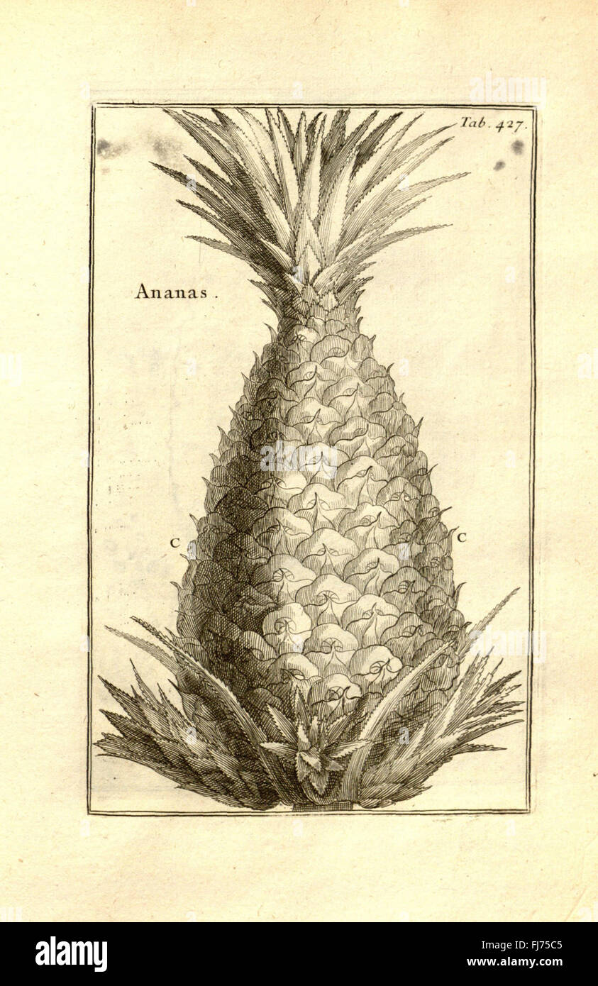 A botanical work by Joseph Pitton de Tournefort, featuring early ...