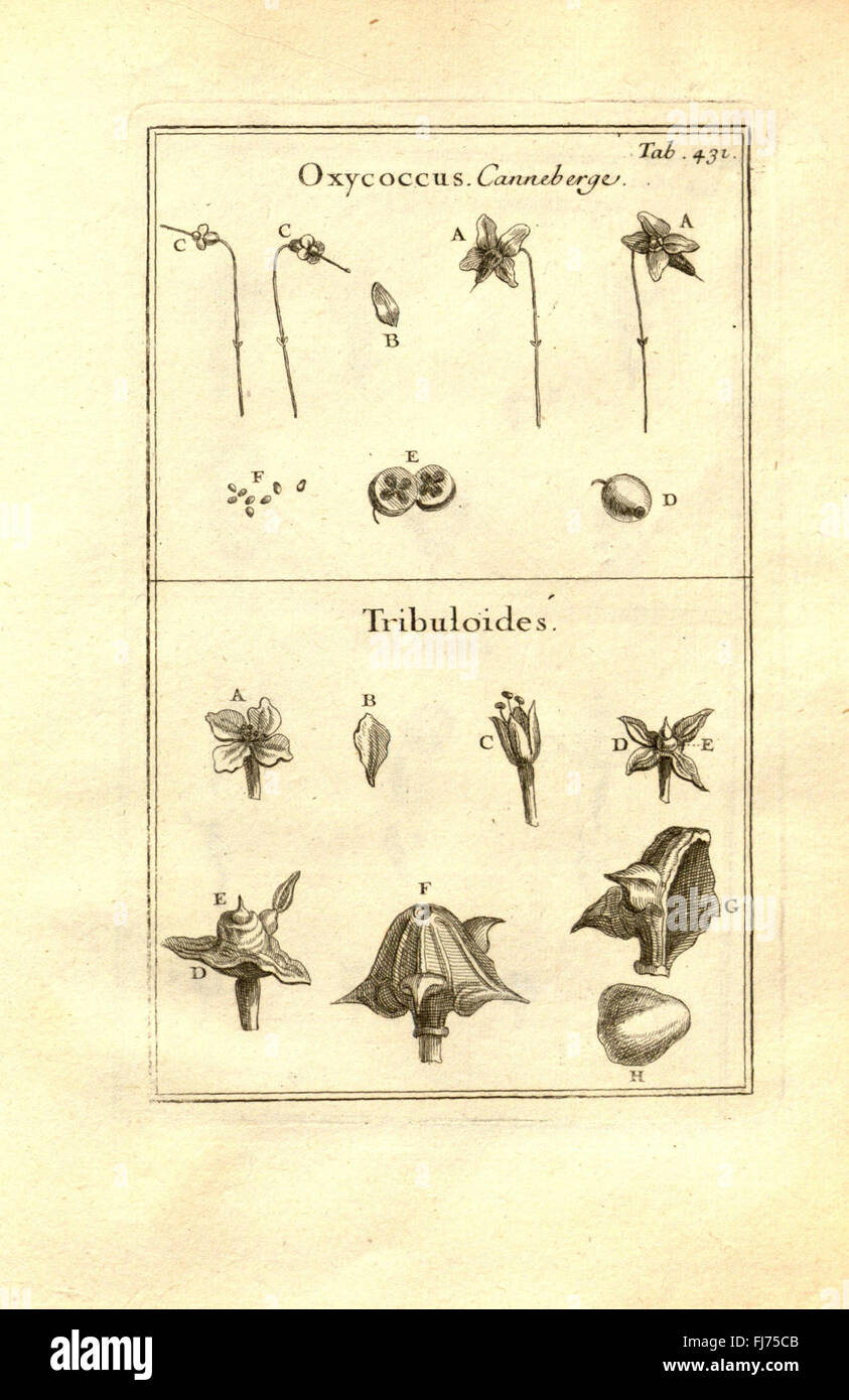 A botanical work by Joseph Pitton de Tournefort detailing plant ...