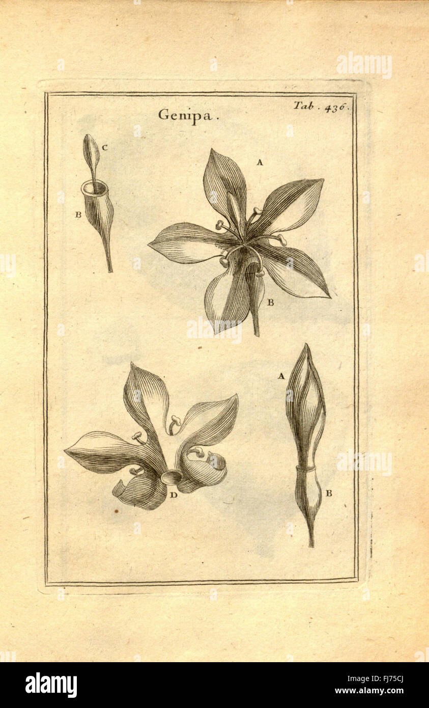 A botanical work by Joseph Pitton Tournefort documenting various plant ...