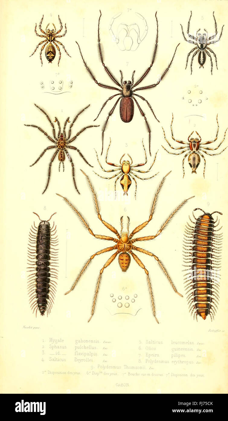 A French entomological archive containing illustrations of rare and ...
