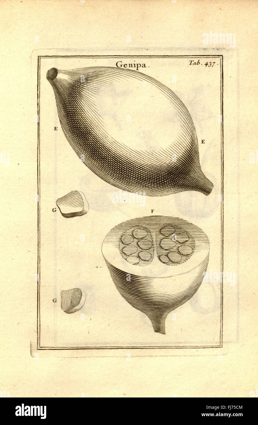 A pre-Linnean botanical work by Joseph Pitton de Tournefort, focusing ...