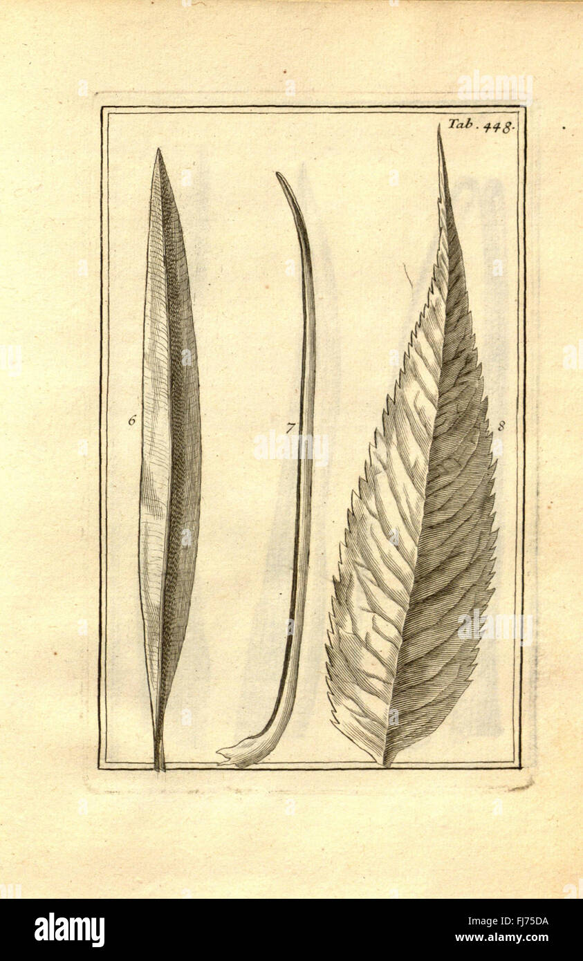 A botanical work by Joseph Pitton de Tournefort, discussing the ...