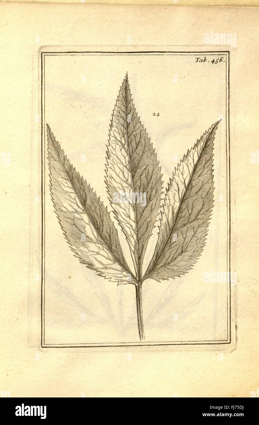 An illustration from Joseph Pitton Tournefort's work on the ...