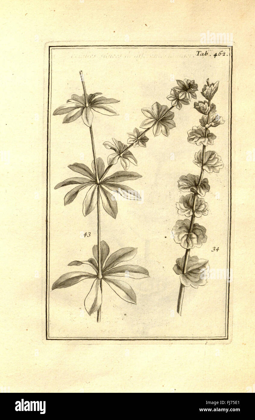A botanical work by Joseph Pitton de Tournefort, detailing the ...