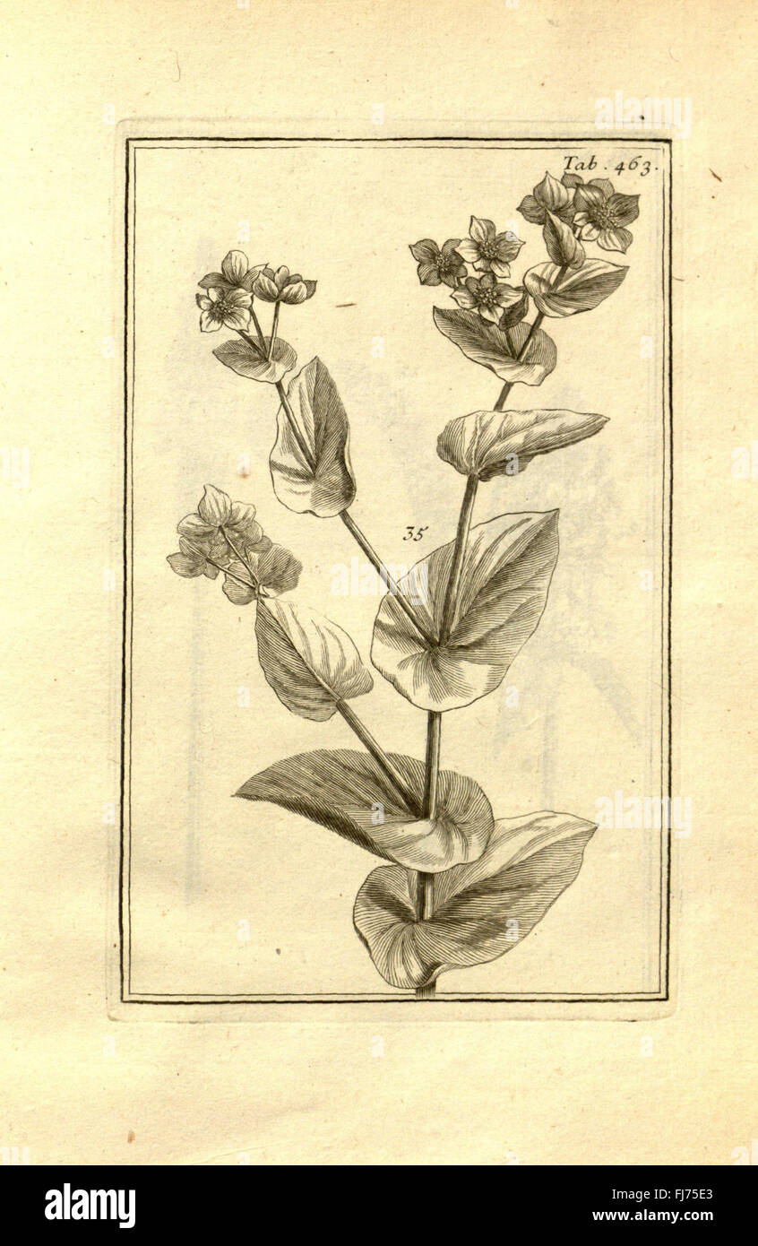 A pre-Linnaean botanical work by Joseph Pitton de Tournefort, featuring ...
