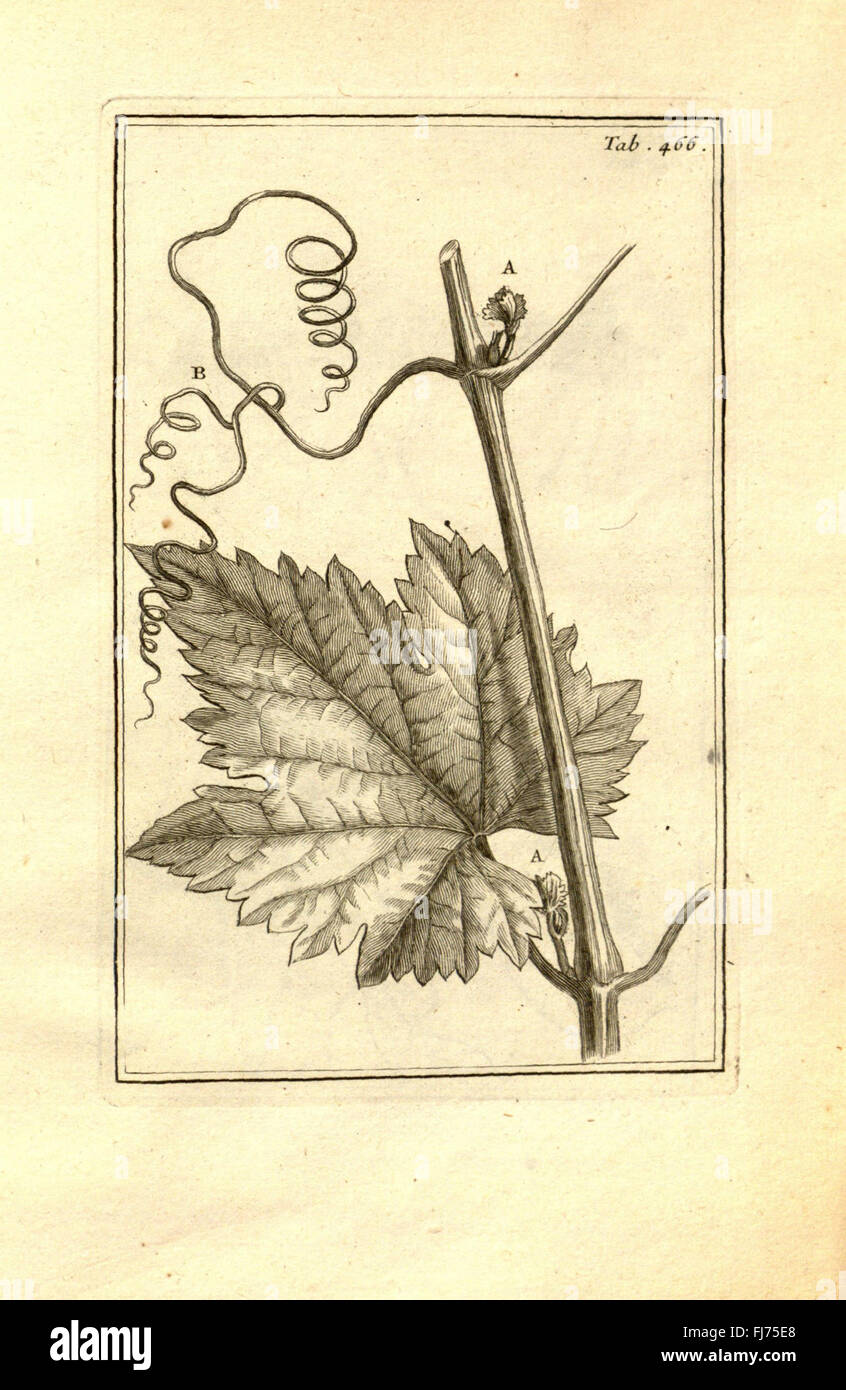 Josephi Pitton Tournefort ... Institutiones rei herbariæ (Tab. 466 ...