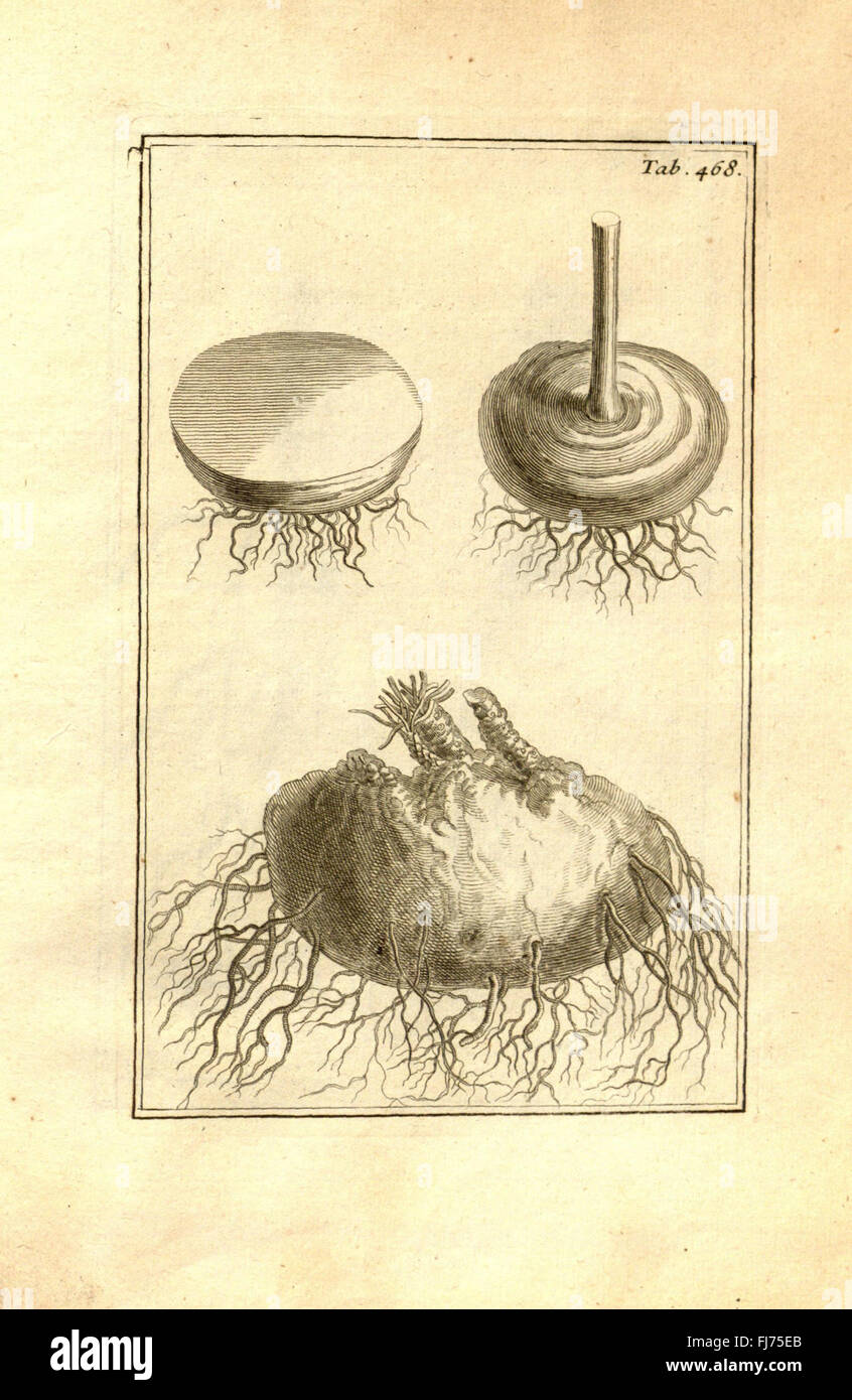 A botanical work by Joseph Pitton de Tournefort, featuring detailed ...