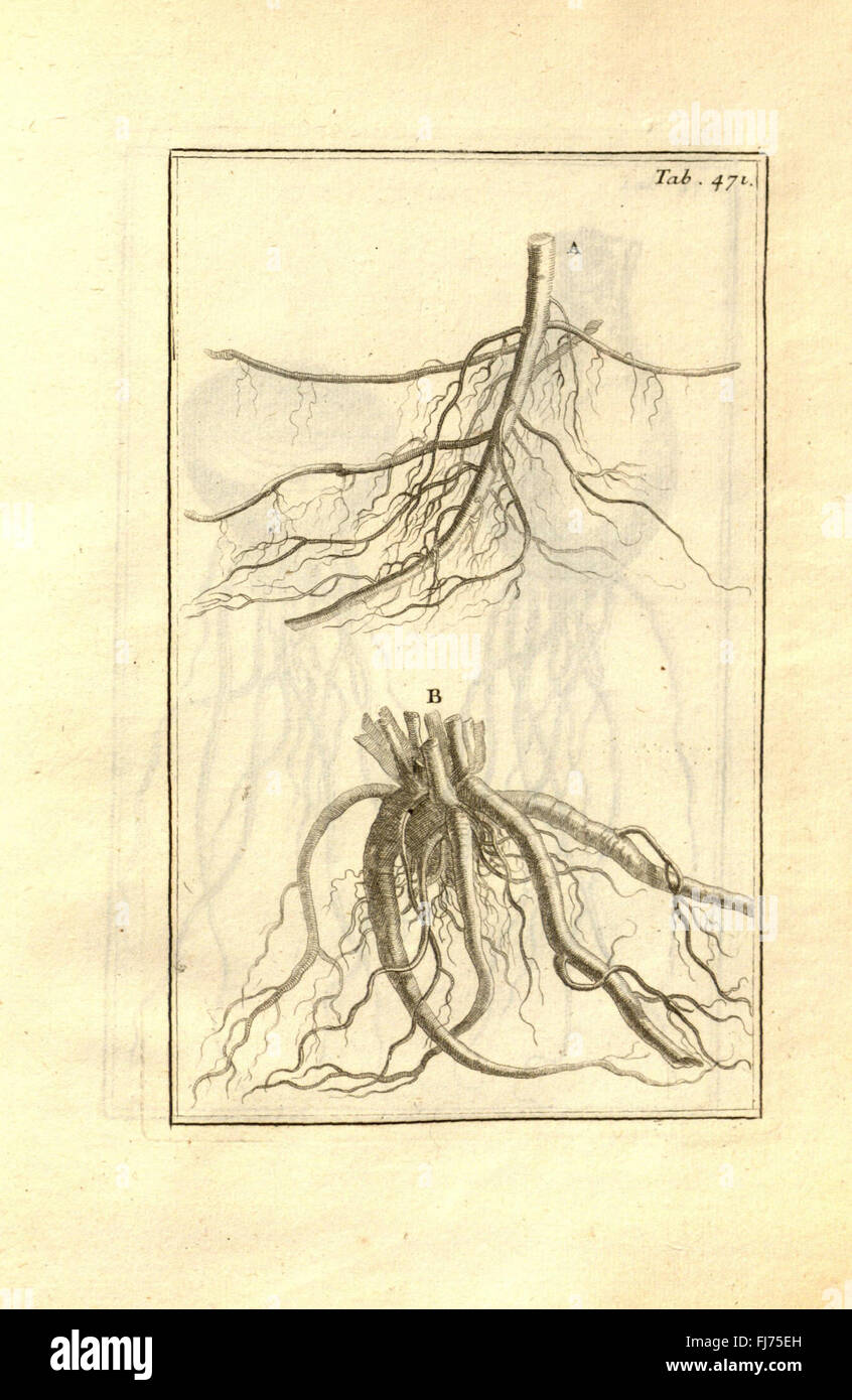 A botanical work by Joseph Pitton de Tournefort on the principles of ...