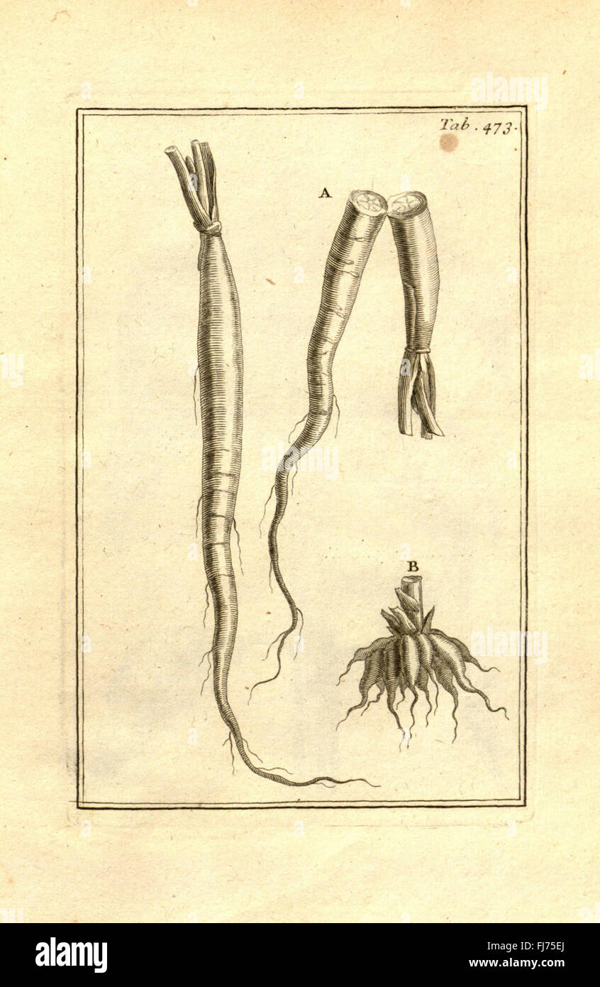 A foundational botanical work by Joseph Pitton Tournefort, describing ...