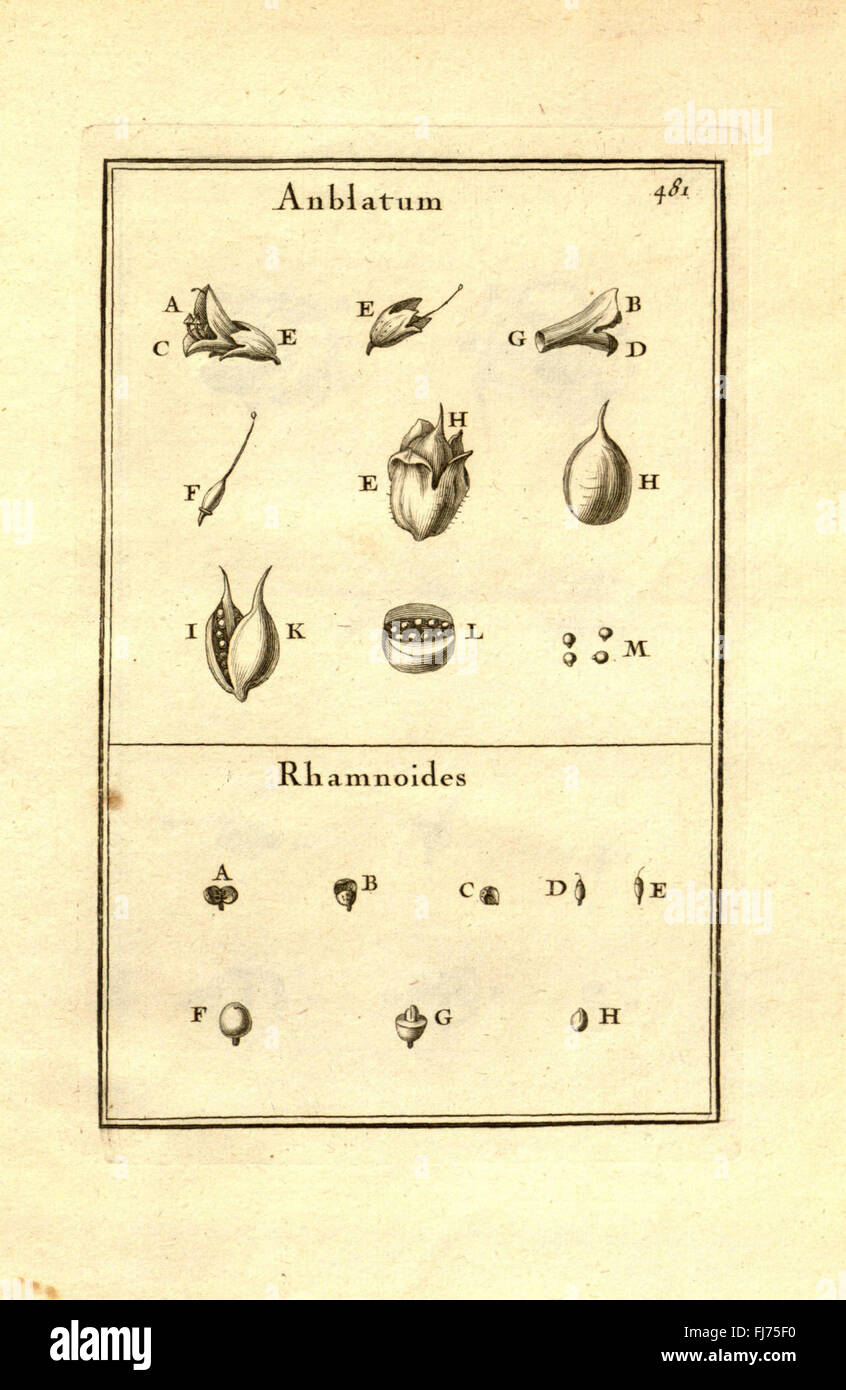 A botanical illustration from Joseph Pitton Tournefort’s seminal work ...