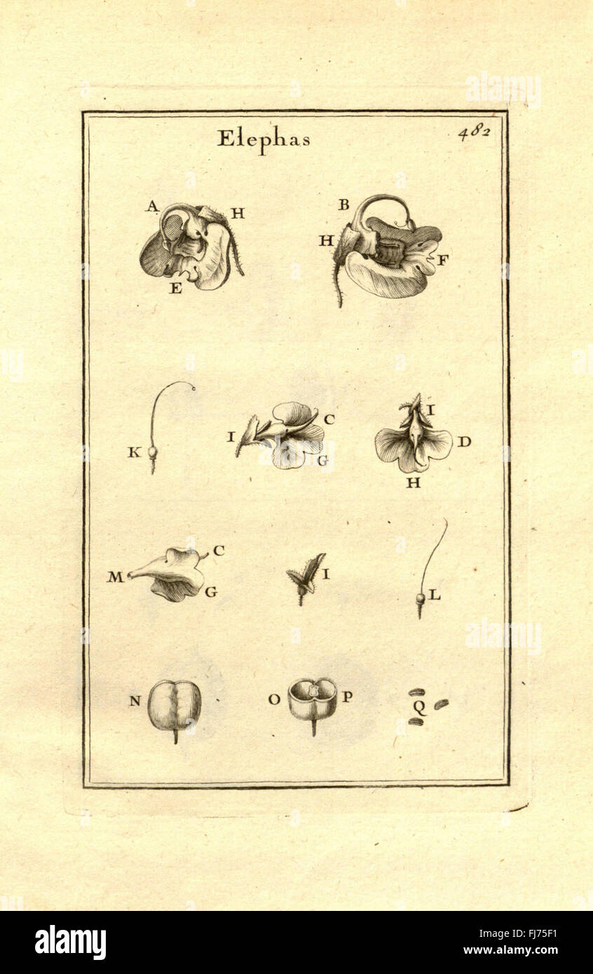 An important work in botanical studies by Joseph Pitton de Tournefort ...
