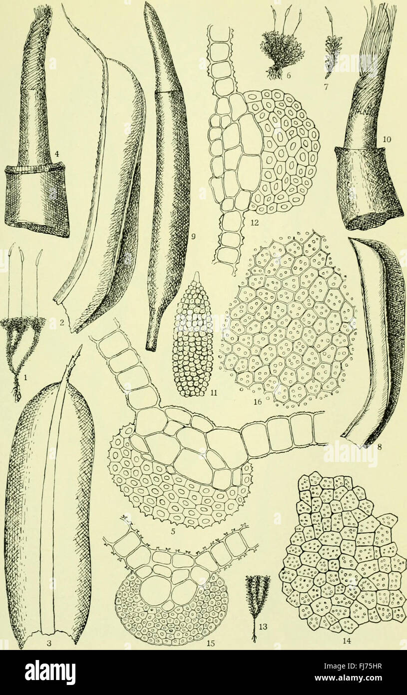 A botanical archive from 1906 documenting plant species and their ...