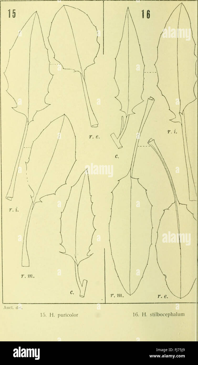 A botanical archive from 1906 documenting plant species and their ...