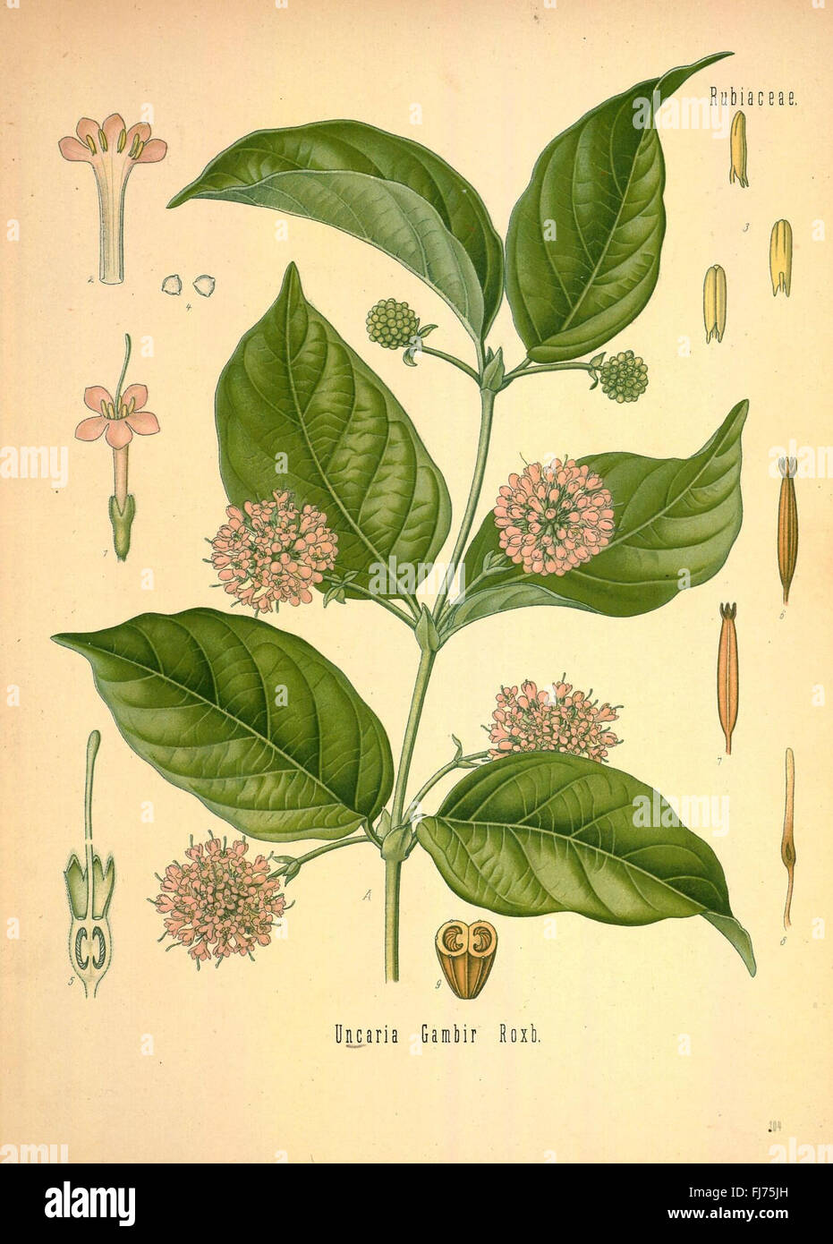 Illustration of medicinal plants with detailed botanical descriptions ...