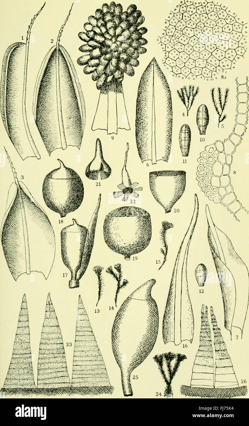 A botanical journal from 1906, containing research on plant species ...