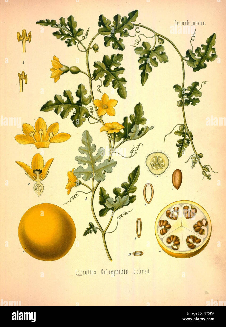 A medical botanical illustration of medicinal plants, showing plants ...