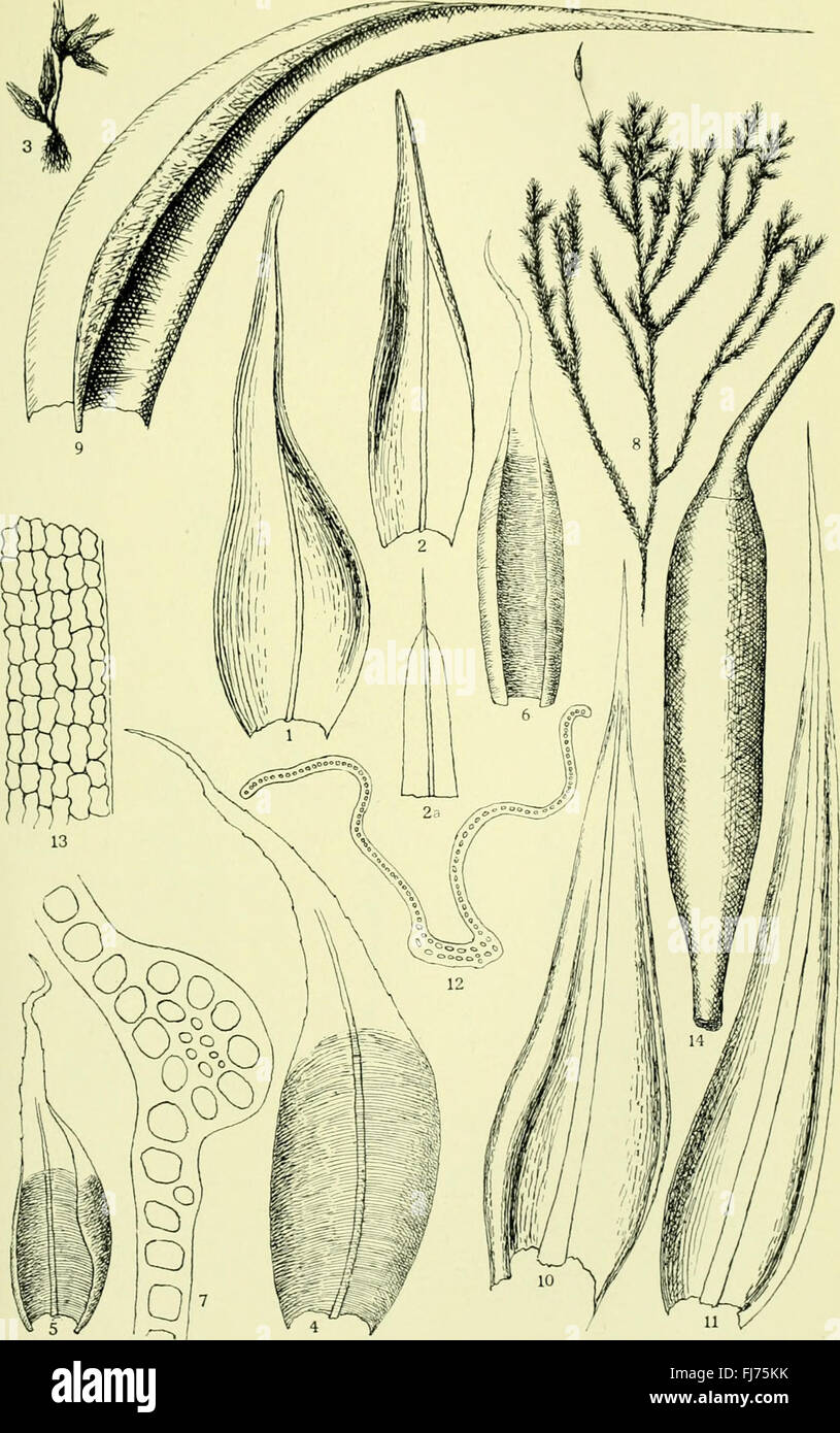 A botanical archive from 1906 documenting plant species and botanical ...