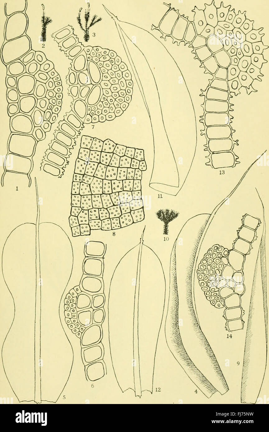 Archive for Botany, Botanical Research Studies, 1906 Stock Photo - Alamy