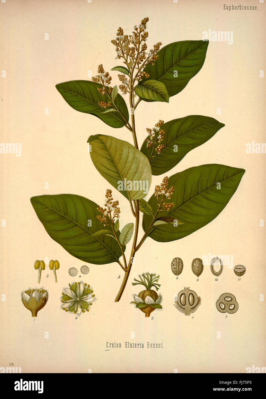 Illustrated botanical work on medicinal plants, detailing species ...