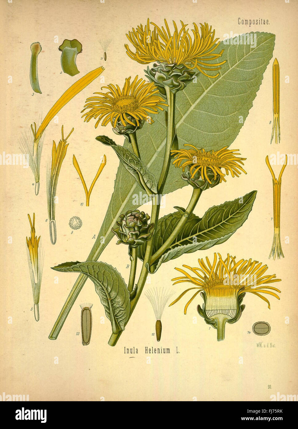 A botanical illustration of medicinal plants with detailed descriptions ...