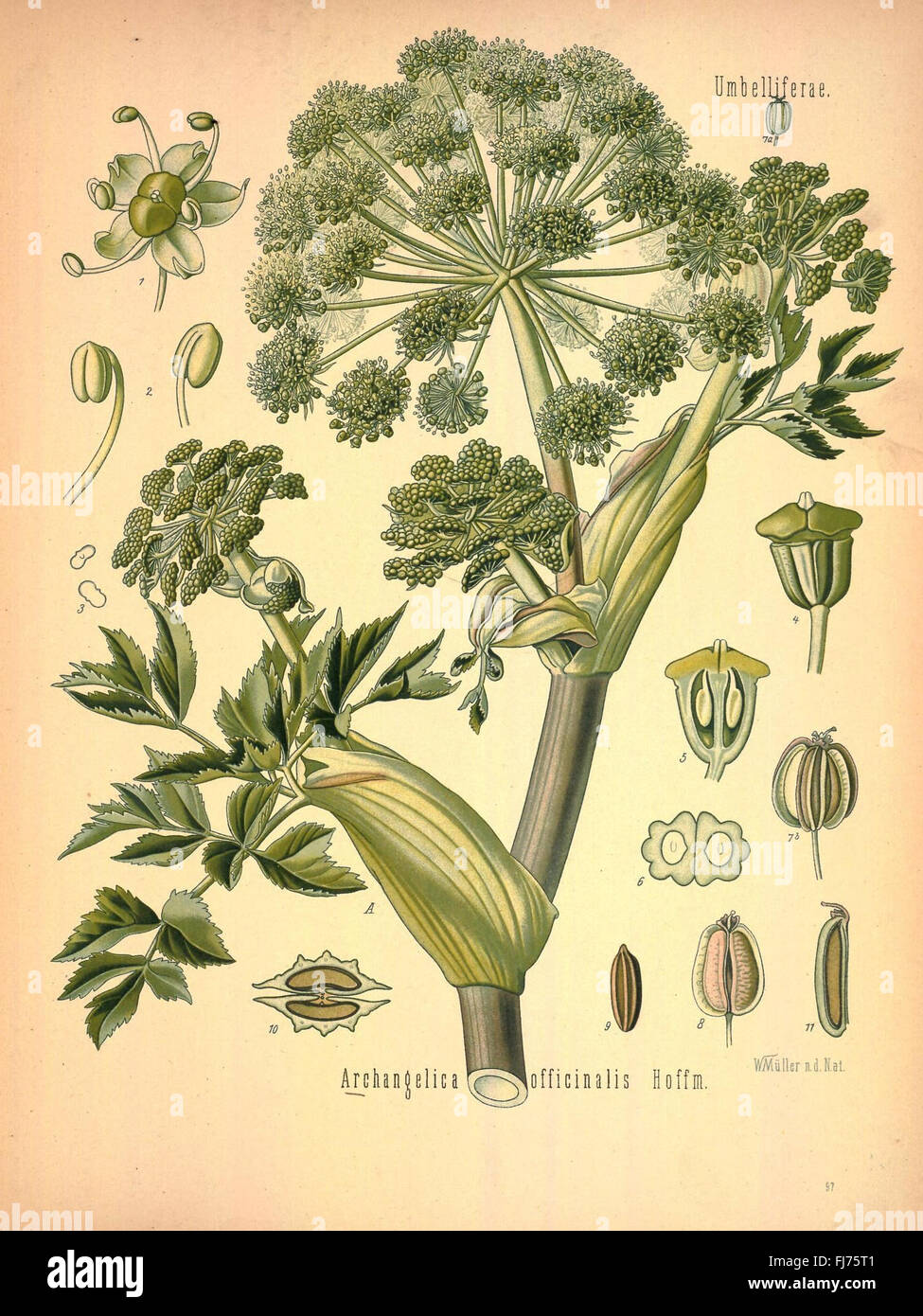 An illustrated collection of medicinal plants with detailed ...